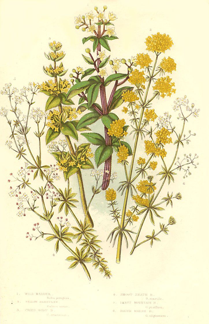 Strood Community Trail: A Bit of Background and Research